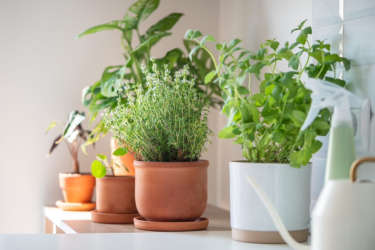 Ten Herbs Everyone Should Know, and Grow! – Videos – Mother Earth News